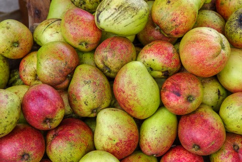 Apple Mango Grafted Plant|Apple Mango Tree for Sale — PlantsKingdom