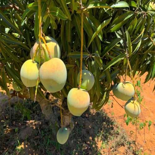 Apple Mango Grafted Plant|Apple Mango Tree for Sale — PlantsKingdom