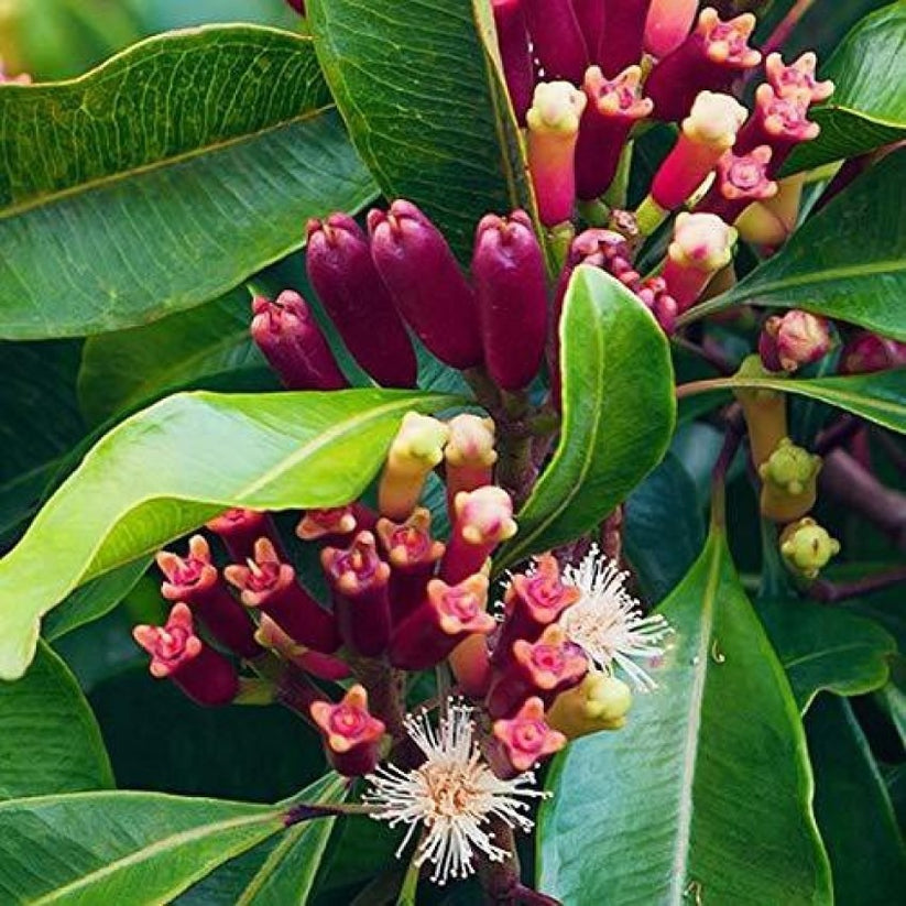 Cloves Plant|Buy Cloves Plant – PlantsKingdom