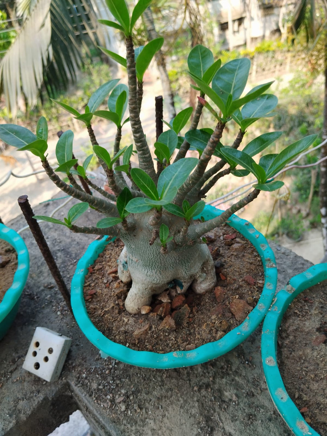 Adenium – PlantsKingdom
