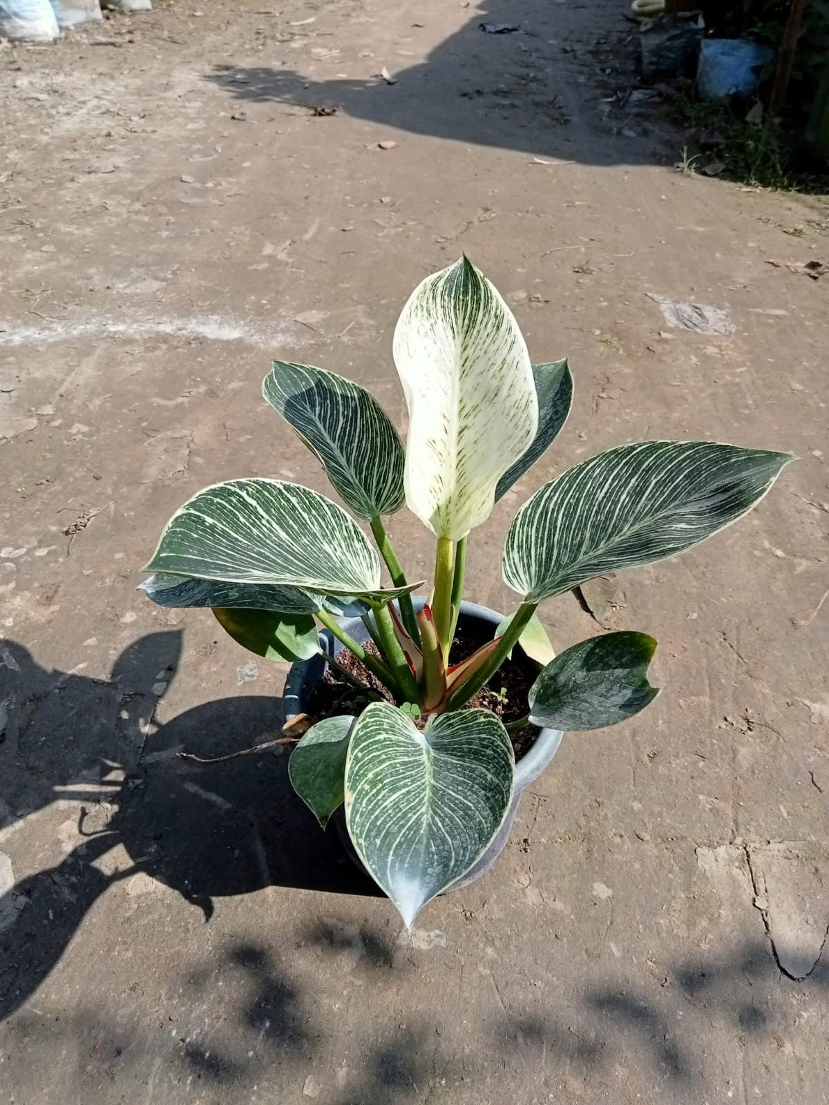 The Philodendron 'Birkin' Plant|Rare Philodendron Birkin plant ...