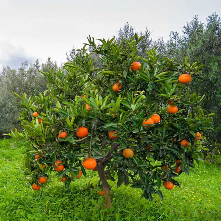 Washington Navel orange Plant|Buy Washington Navel orange plant ...