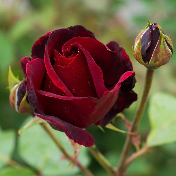 Maroon Rose - Flowering Plants – PlantsKingdom