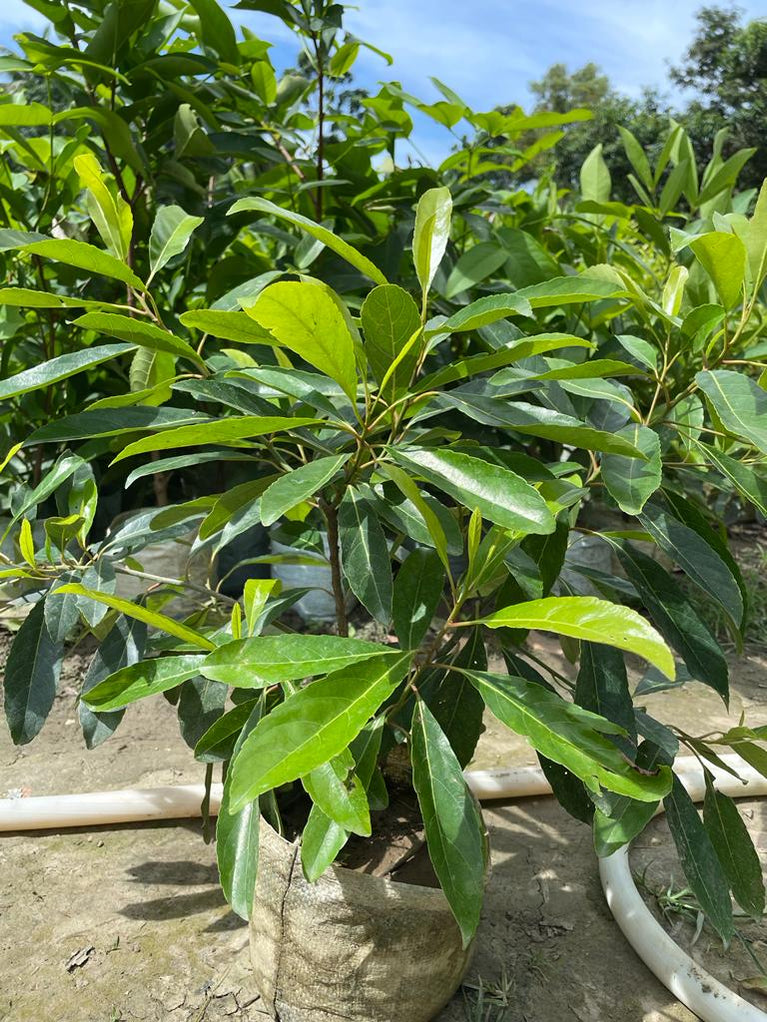 Hybrid Sweet Olive Plant| Buy Sweet Olive Plant — PlantsKingdom