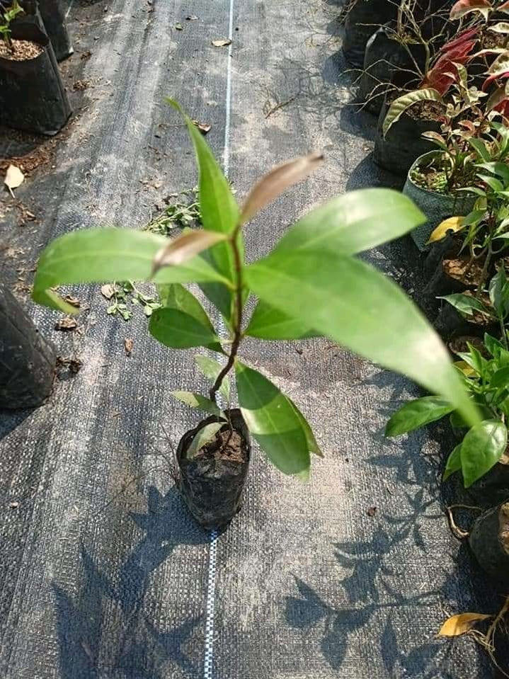 Gulab Jamun Fruit Plants | Jamun Fruit Tree | Jamun Plant for Sale | J ...