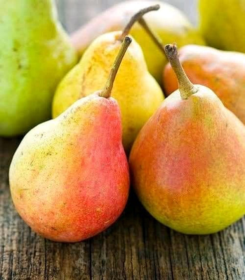 Pear Plant for sale | Pear tree for sale near me } Buy Pear trees onli ...