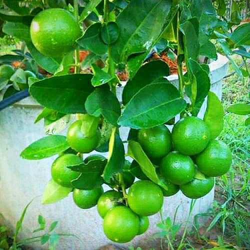 Lemon Seedless - Fruit Plants & Tree — PlantsKingdom