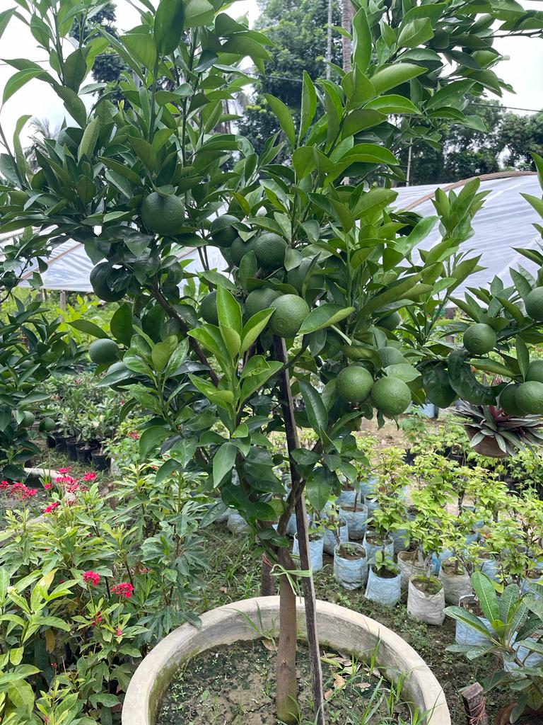 Hybrid Grafted Sweet Orange Plant Medium | Sweet Orange Plants | Buy S ...